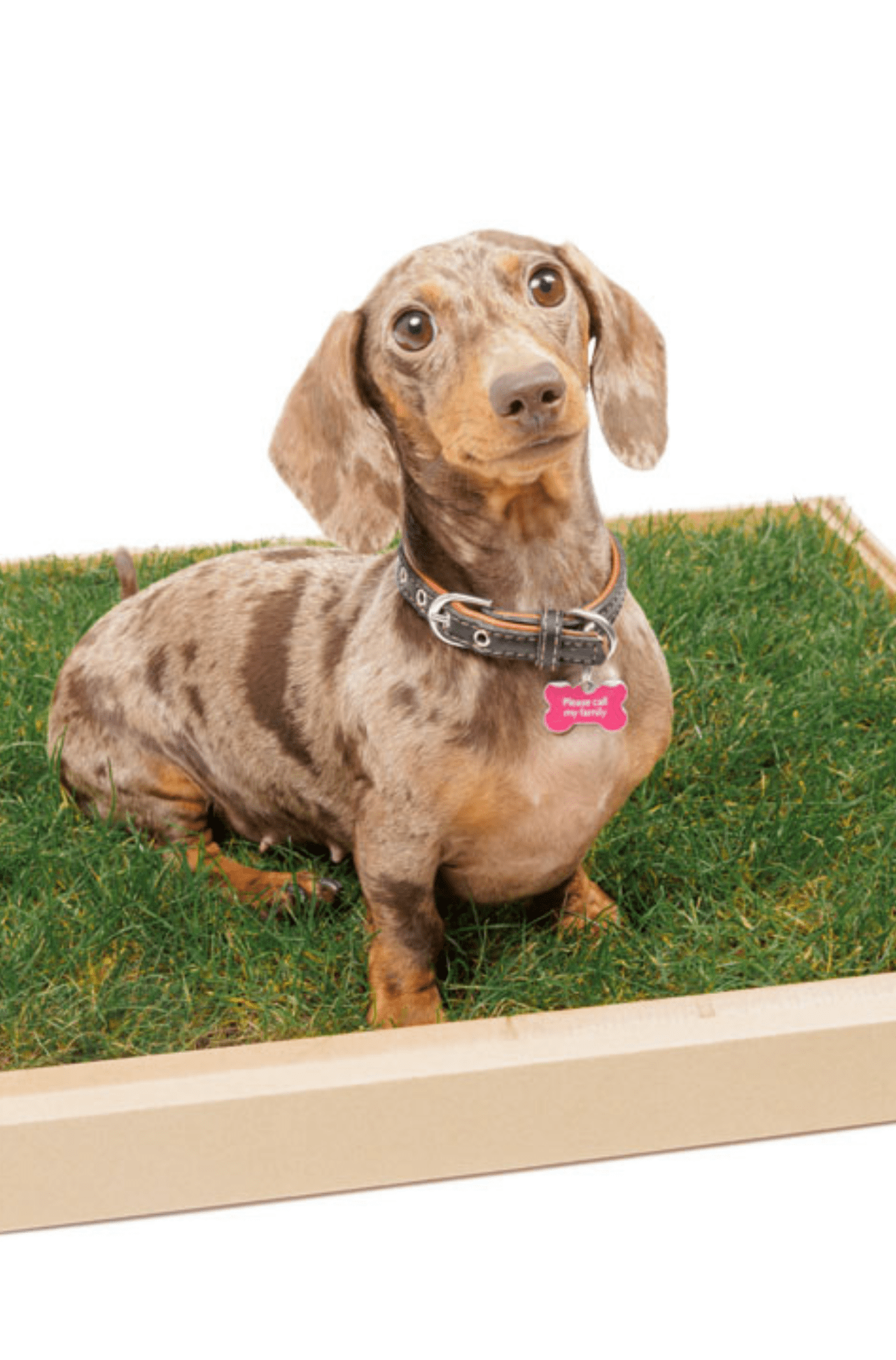 CITY DOGGO OUI OUI PATCH - Pup Talk